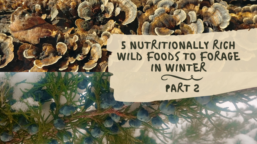 Forage Wild Foods in Winter, part 2 - Garden How To