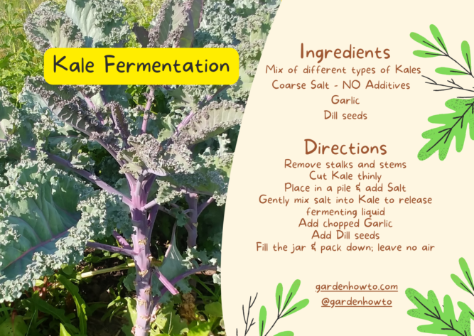 How I Made A Delicious Fermentation With A “Plain Vegetable” – Garden ...