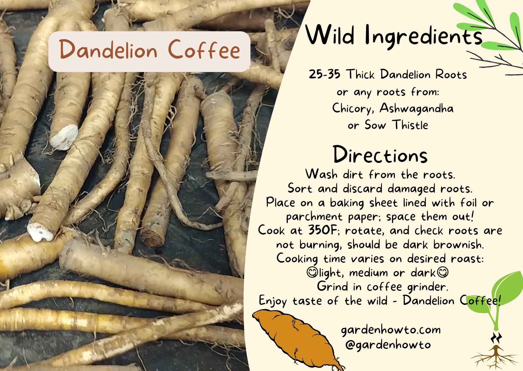 Don’t have a French press? No worries, drink Dandelion Coffee! – Garden ...